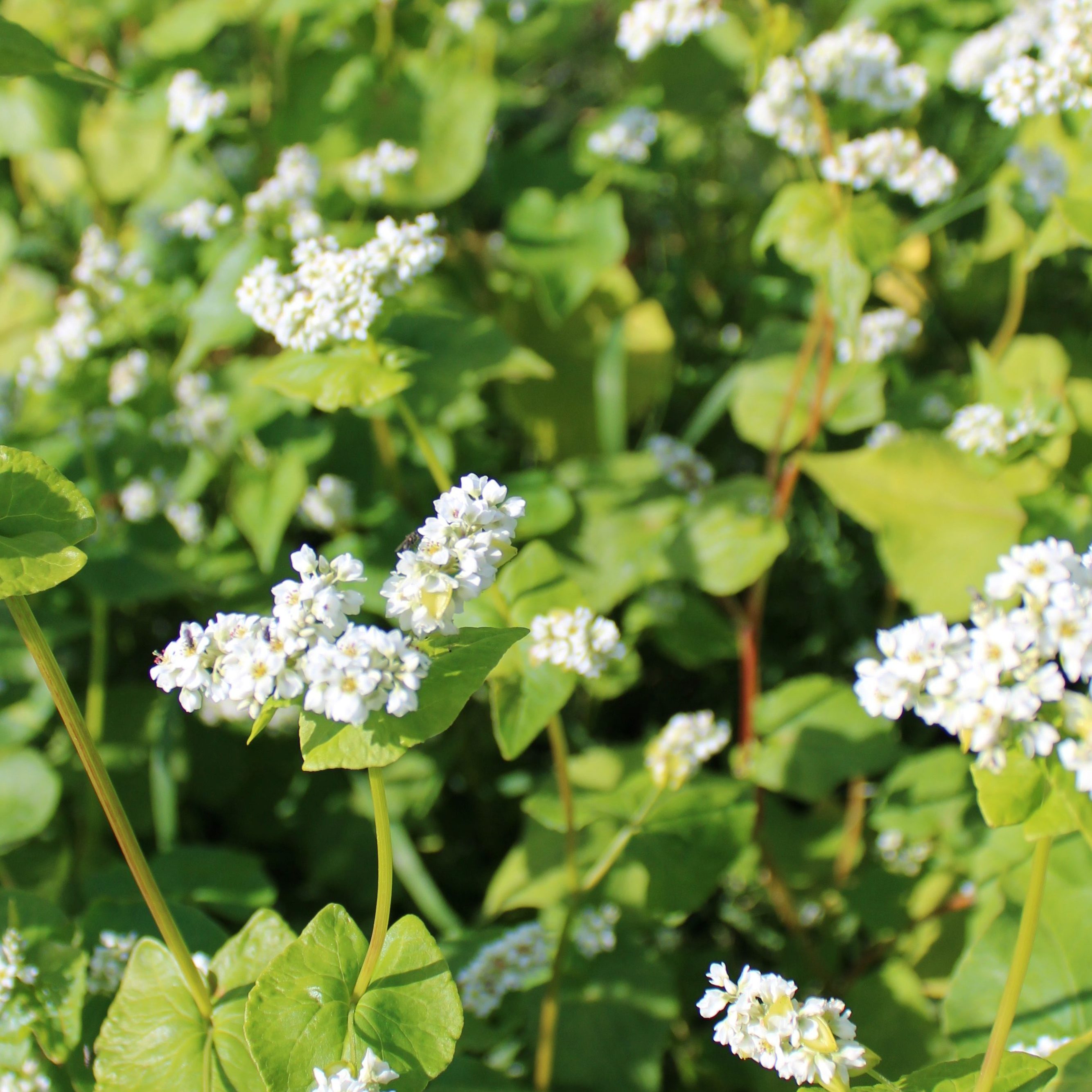 Cover Crop Decision Tools – Western Cover Crops Council