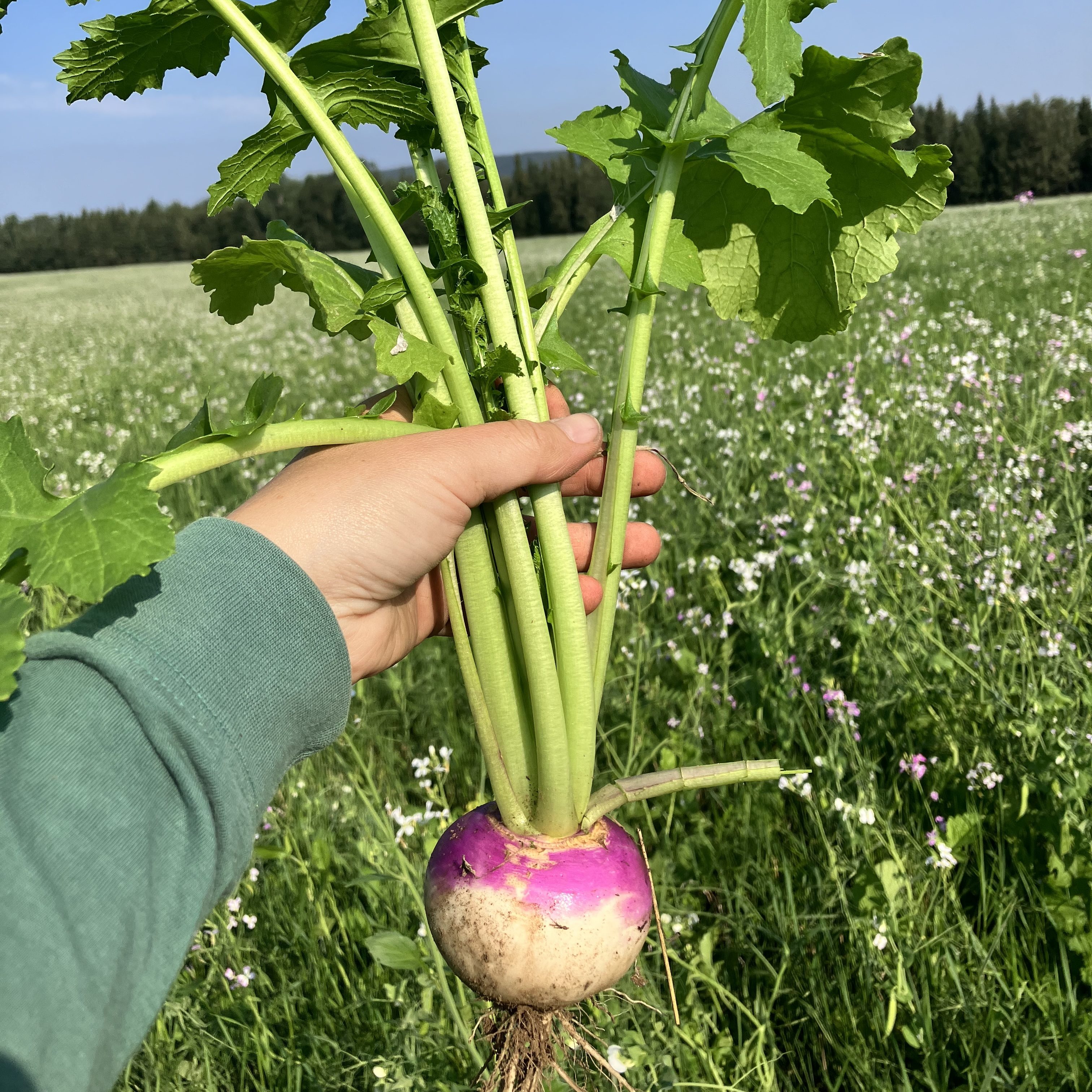 Cover Crop Decision Tools – Western Cover Crops Council